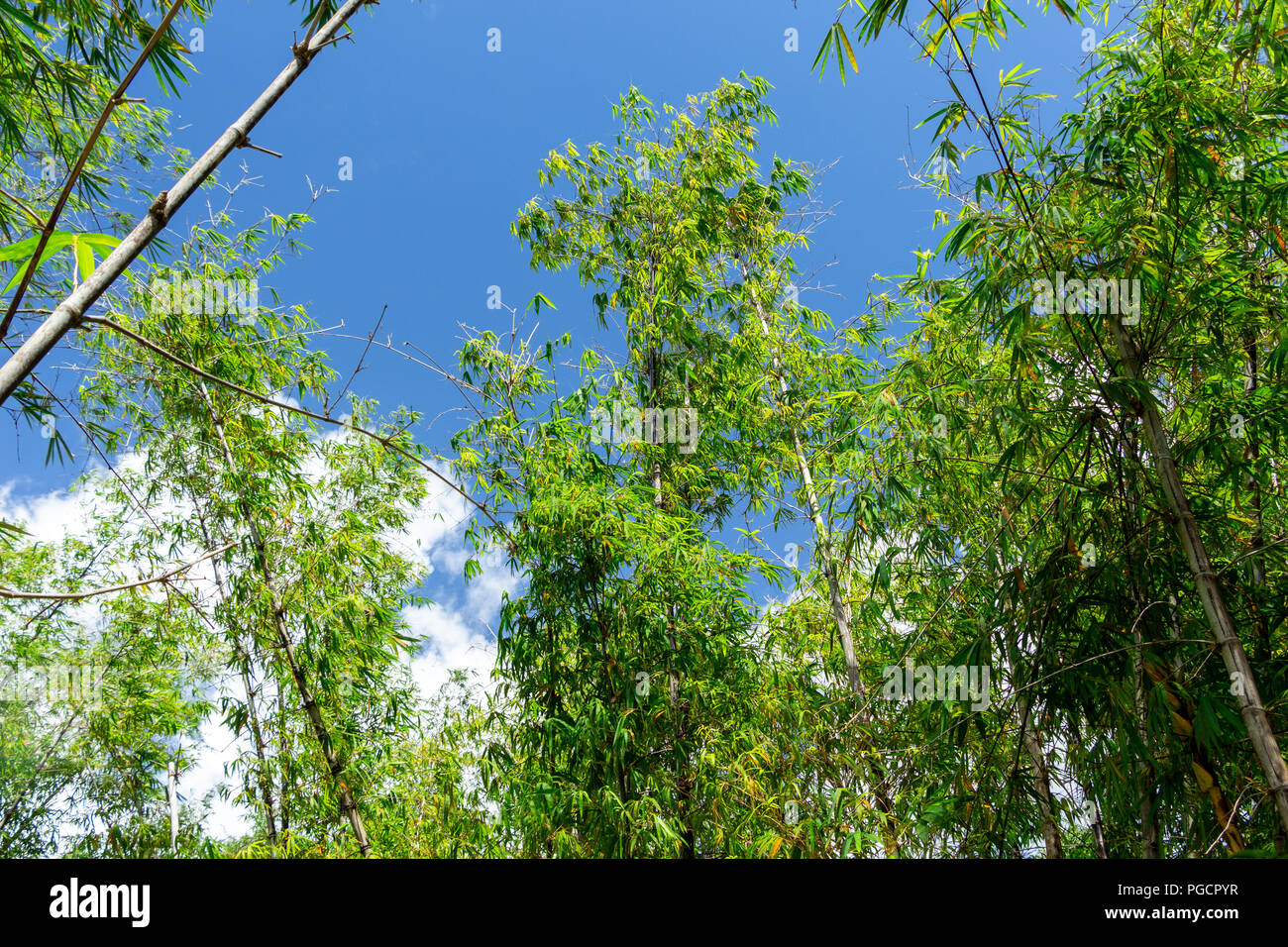 Florida bamboo hi-res stock photography and images - Alamy