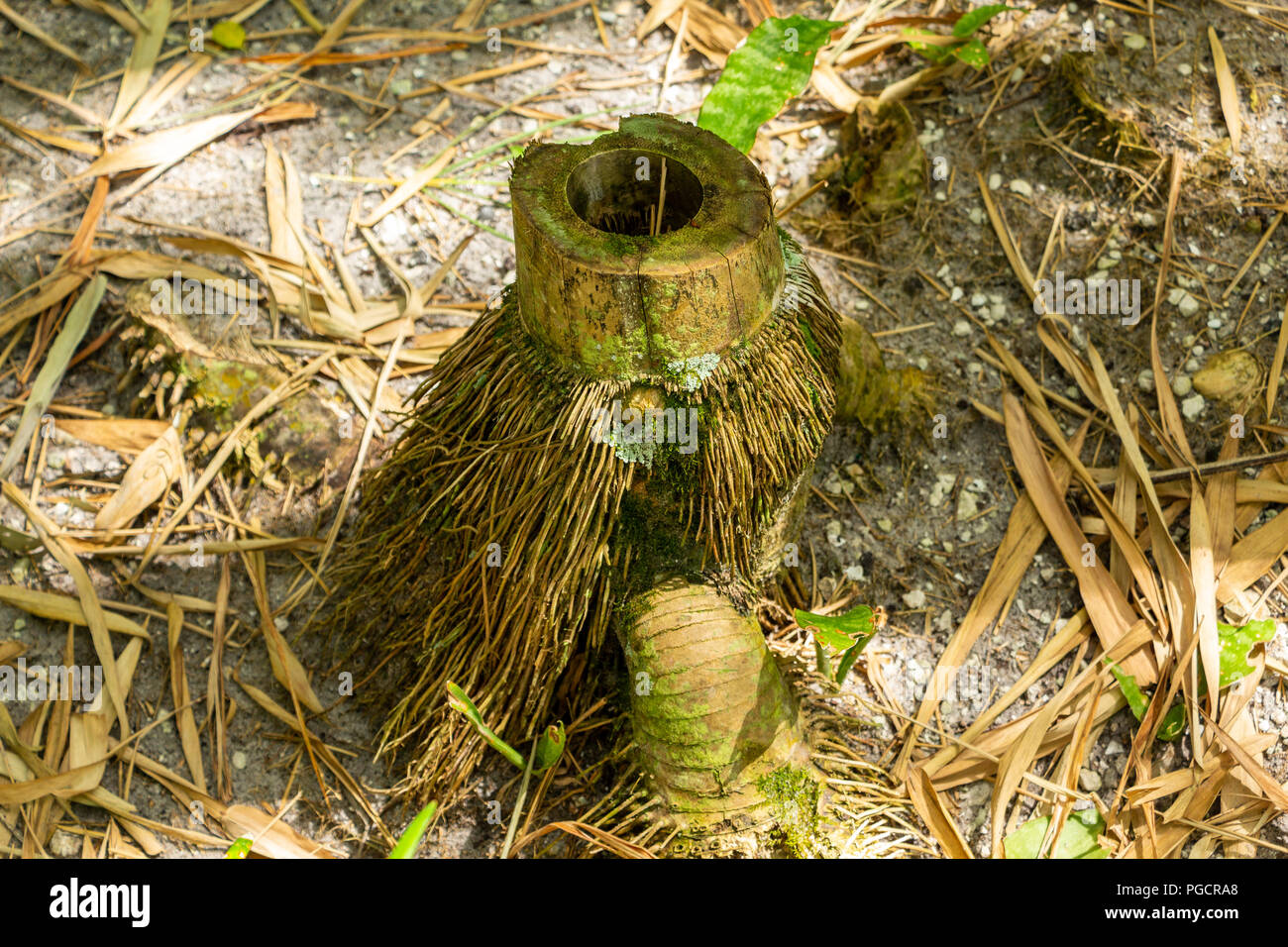Bamboo roots hi-res stock photography and images - Alamy