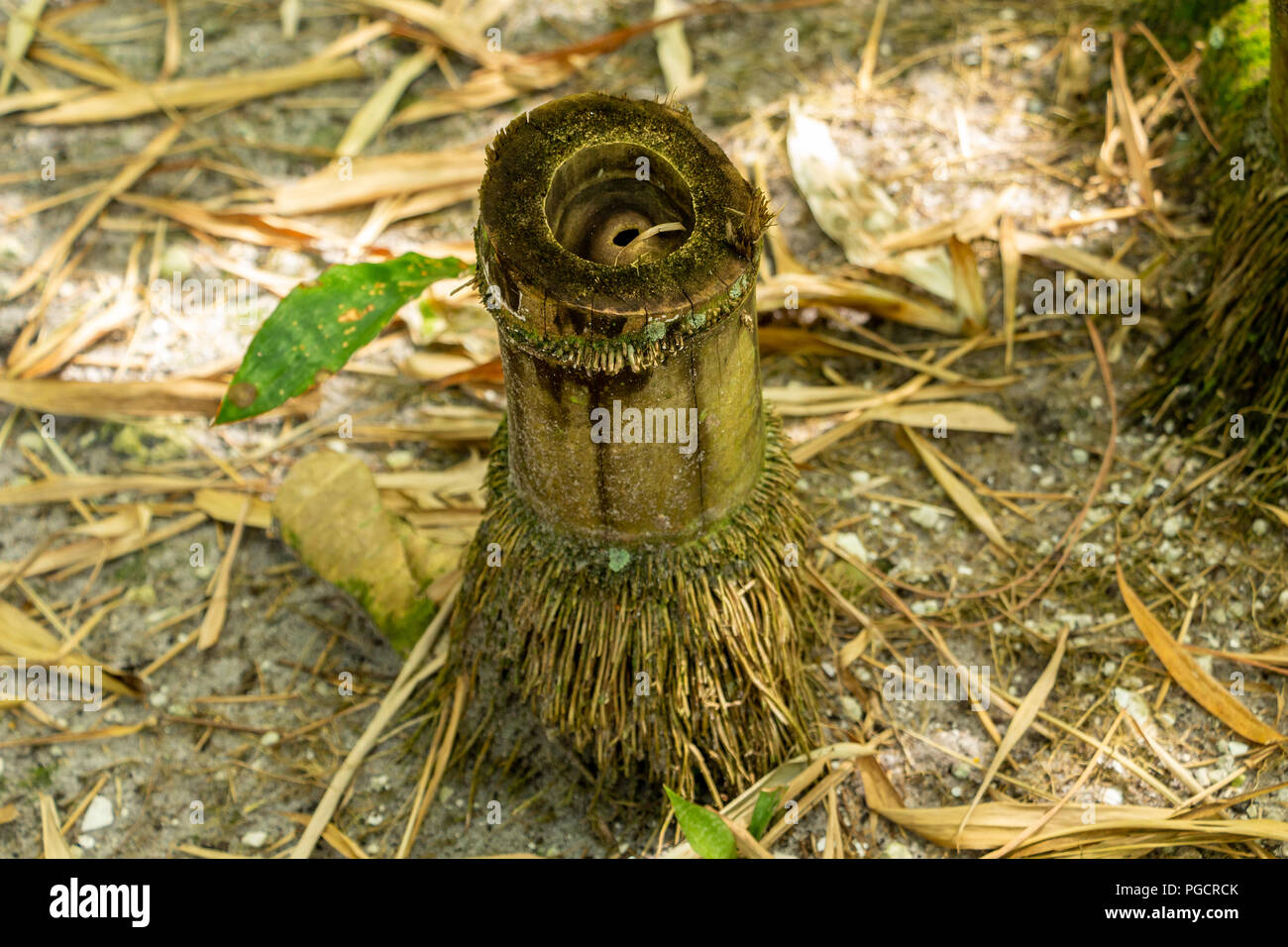Bamboo stump - Florida, USA Stock Photo - Alamy