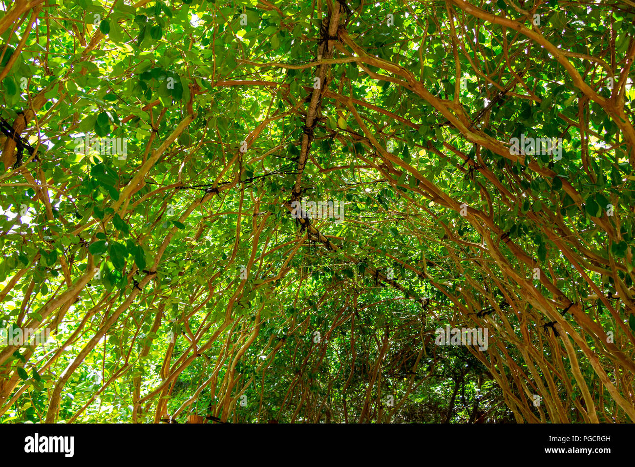 Overhead covering hi-res stock photography and images - Alamy