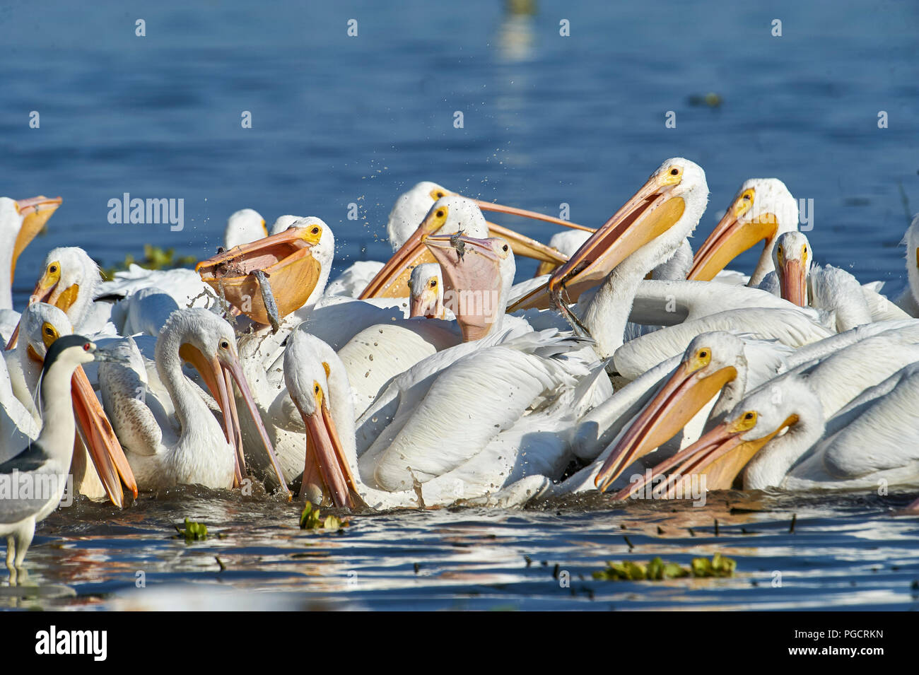 Group of American white pelicans (Pelecanus erythrorhynchos) feeding on ...