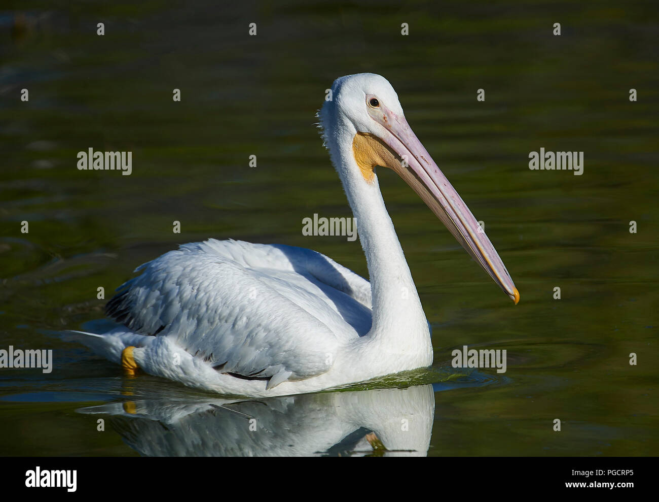American White Pelican (Pelecanus erythrorhynchos) swimming, Lake ...