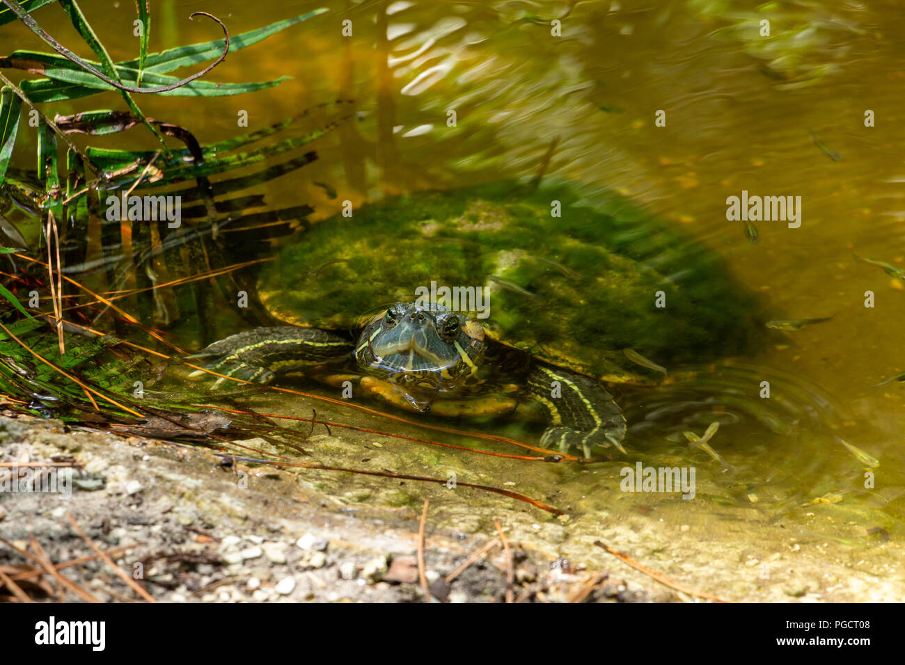River cooter (Pseudemys concinna) with shell covered by green algae ...