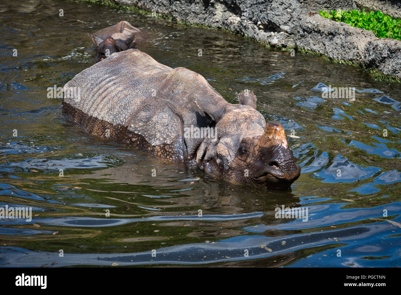 Rinocer hi-res stock photography and images - Alamy