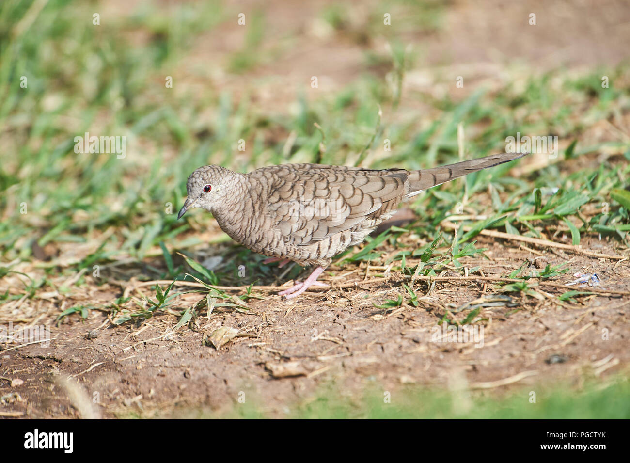 Inca Dove (Columbina inca) searching for insects, Jocotopec, Jalisco ...