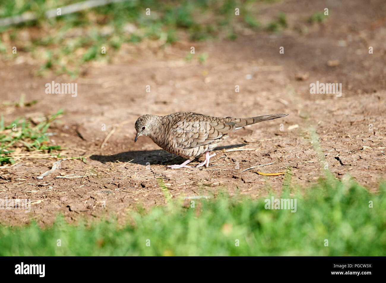 Inca Dove (Columbina inca) searching for insects, Jocotopec, Jalisco ...