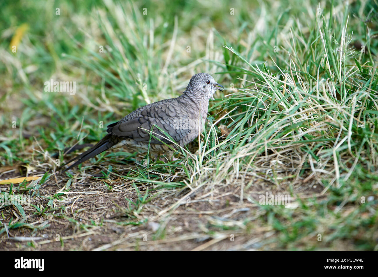 Inca Dove (Columbina inca) searching for insects, Jocotopec, Jalisco ...