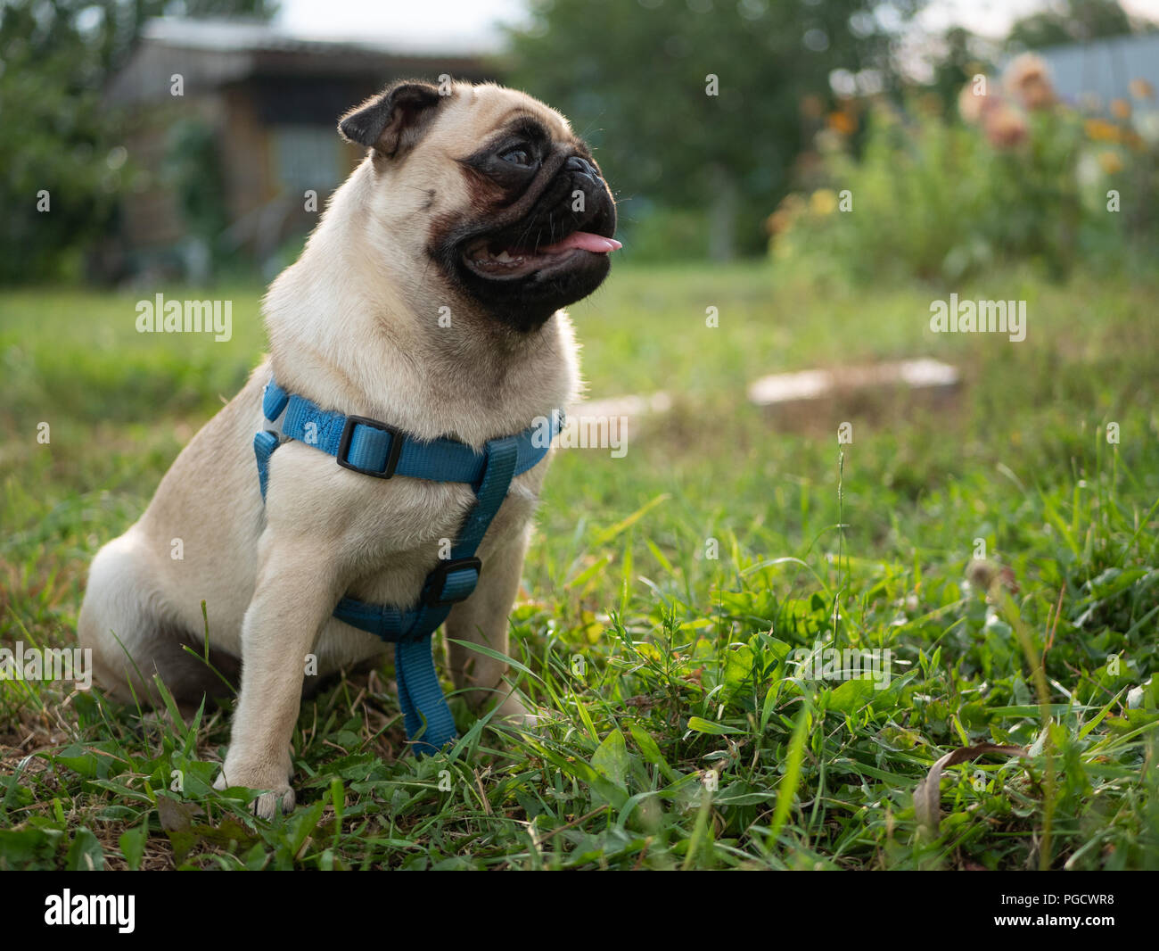 cute puppy pug dog sitting on grass at park. side profile shot with ...