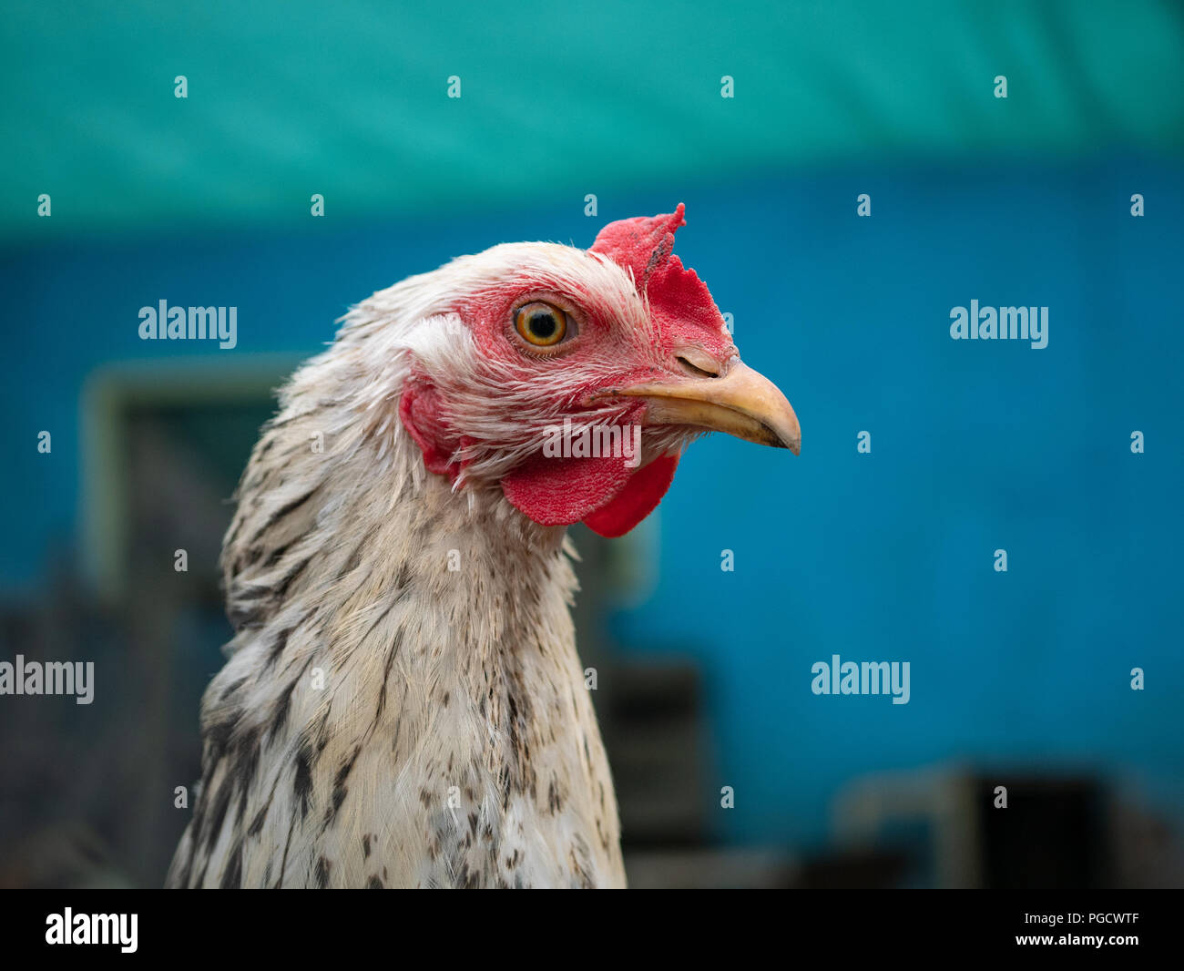 cool close-up side portrait of cute chicken with red muzzle crest Stock ...