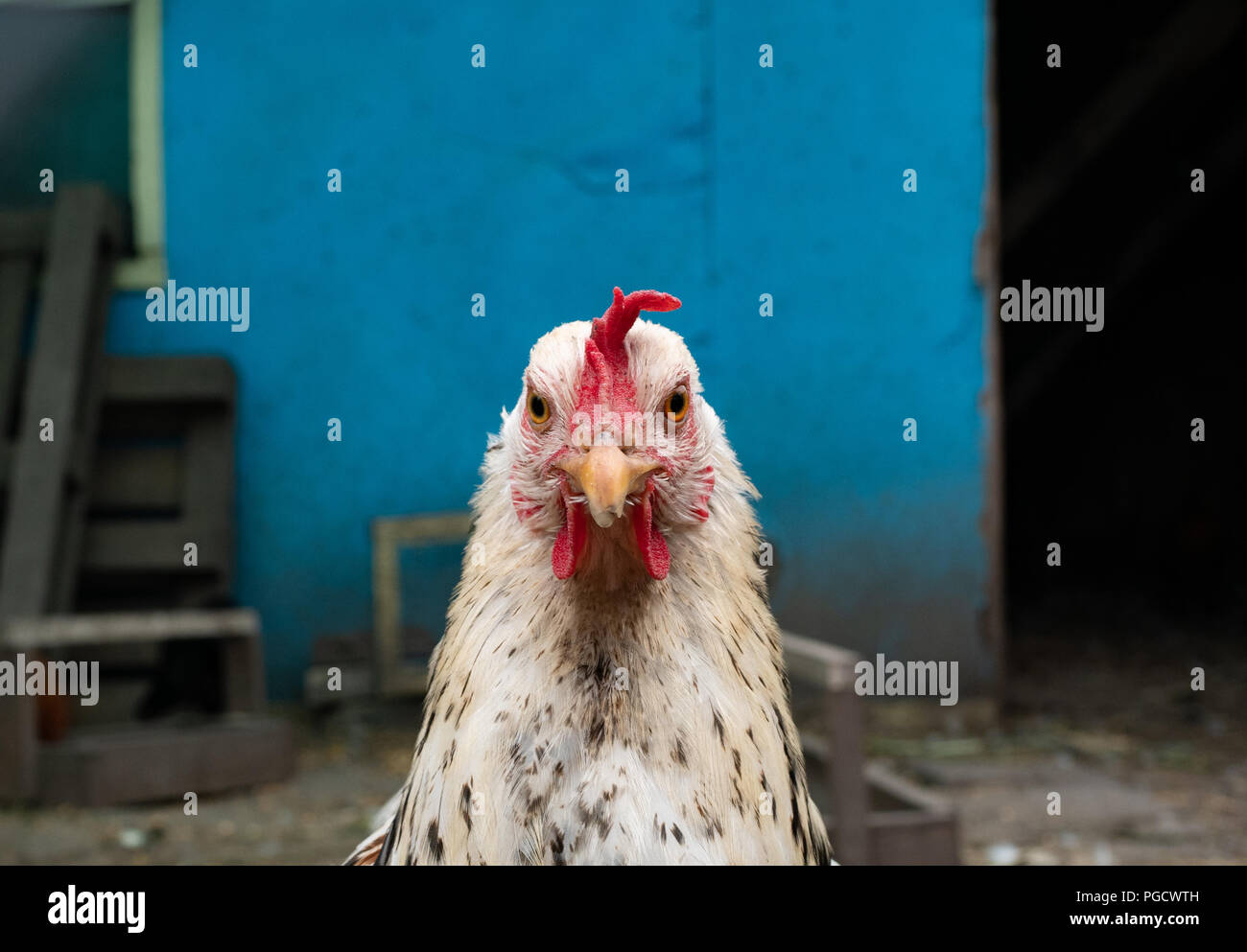 cute chicken staring at you with both eyes wondering if she will be ...