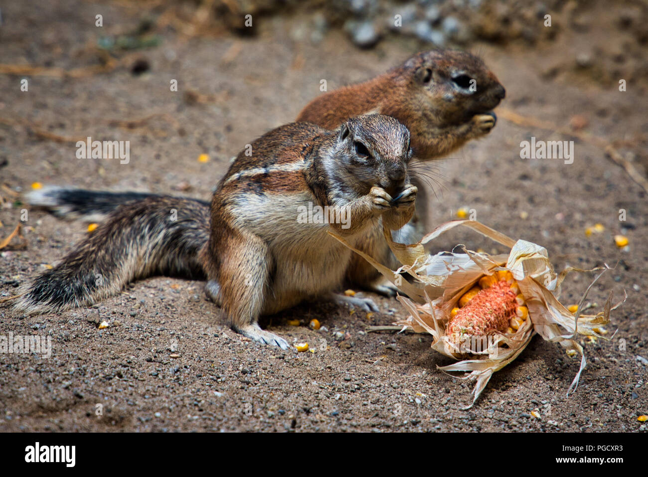 African Ground Squirrel Stock Photo - Alamy