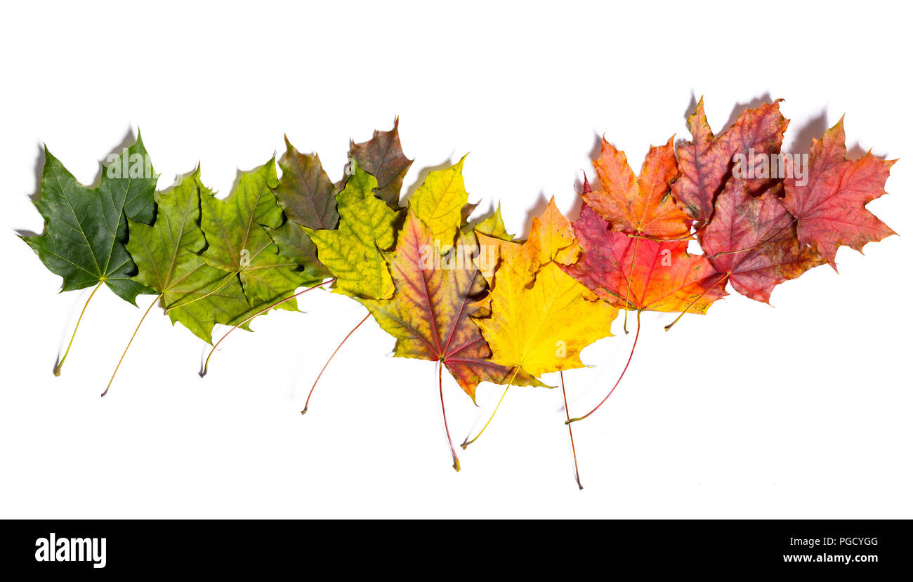 Fallen leaves fall foliage Cut Out Stock Images & Pictures - Alamy