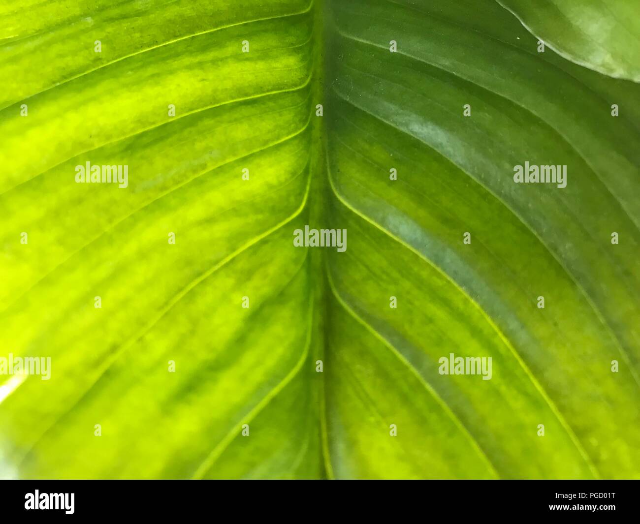 Tropical leaf pattern hi-res stock photography and images - Alamy