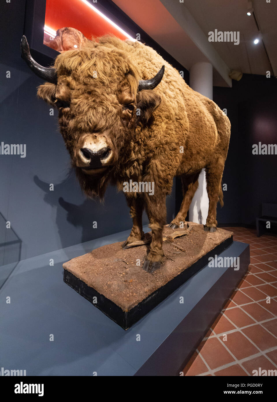 25 August 2018, Germany, Lueneburg: A lifelike replica of a bison can ...