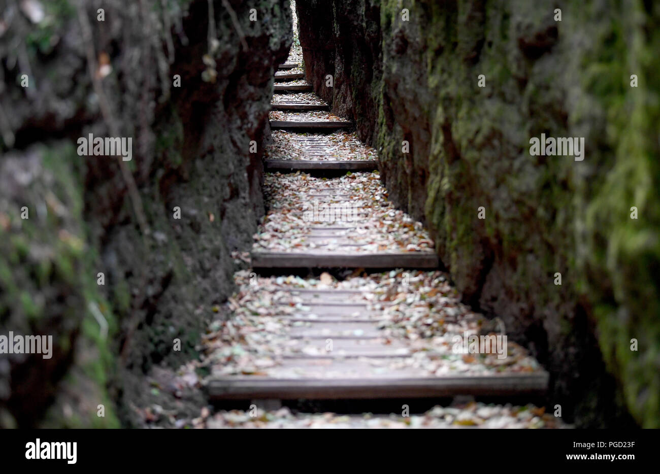Eisenach, Germany. 25th Aug, 2018. A path leads through the Dragon ...