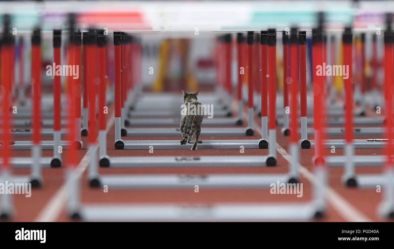Jakarta, Indonesia. 25th Aug, 2018. A cat runs into track of the Gelora ...