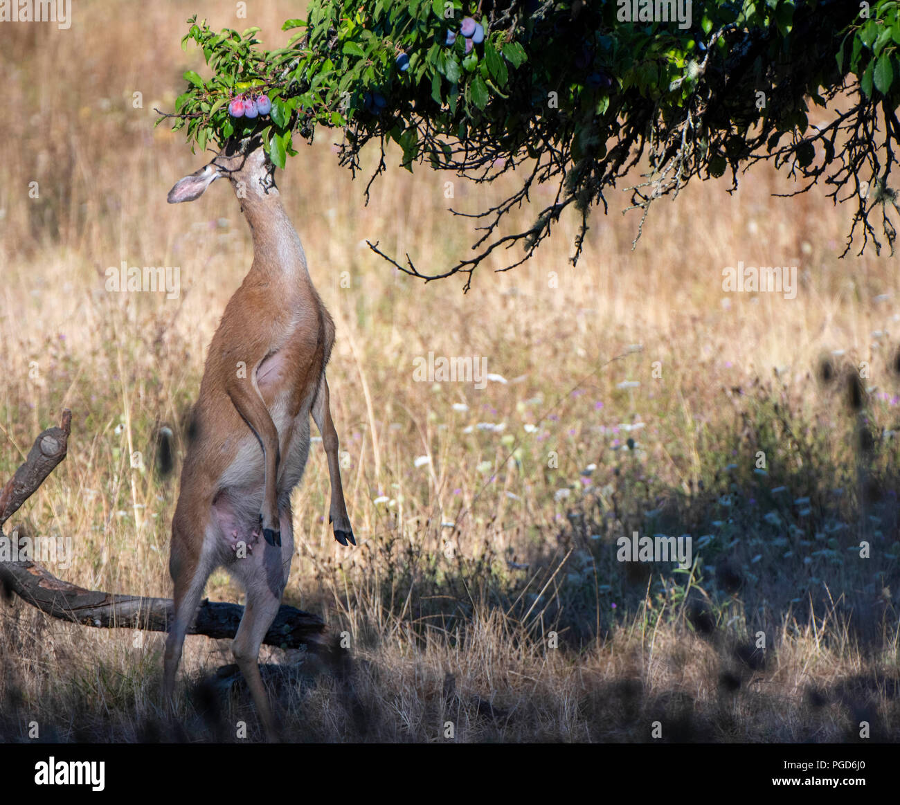 Elkton, OREGON, USA. 25th Aug, 2018. A wild black-tailed deer doe stand ...