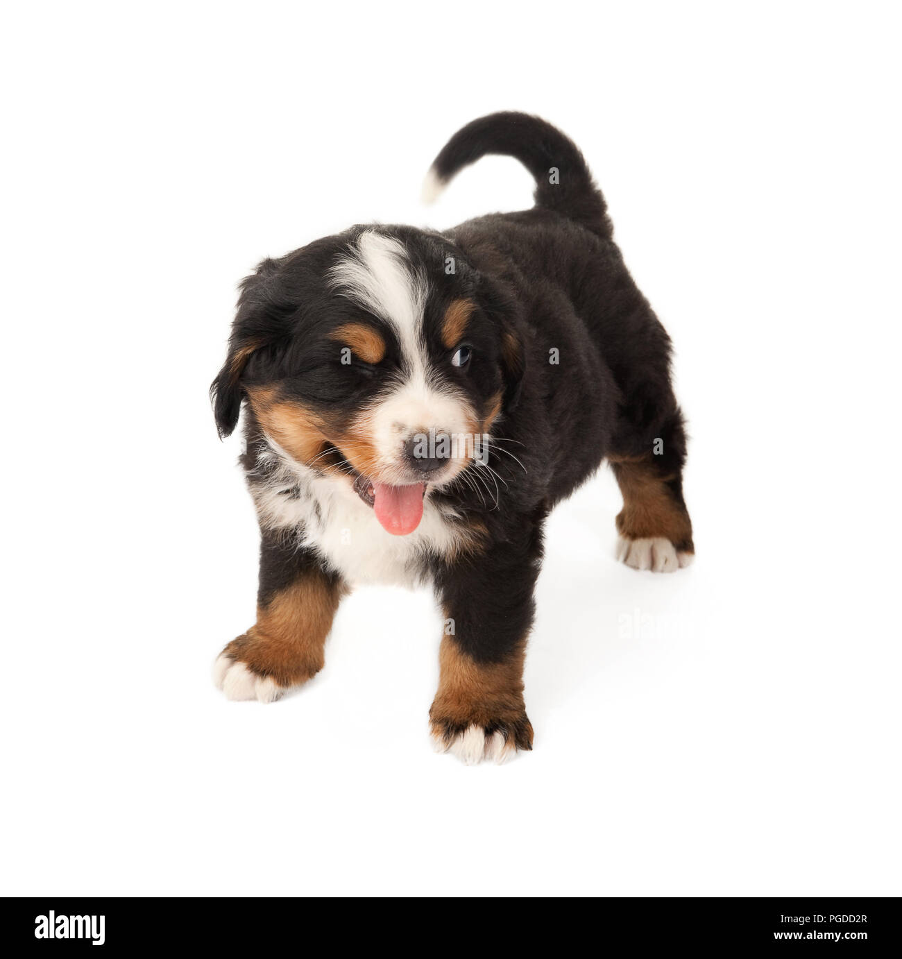 Dog eye Cut Out Stock Images & Pictures - Alamy