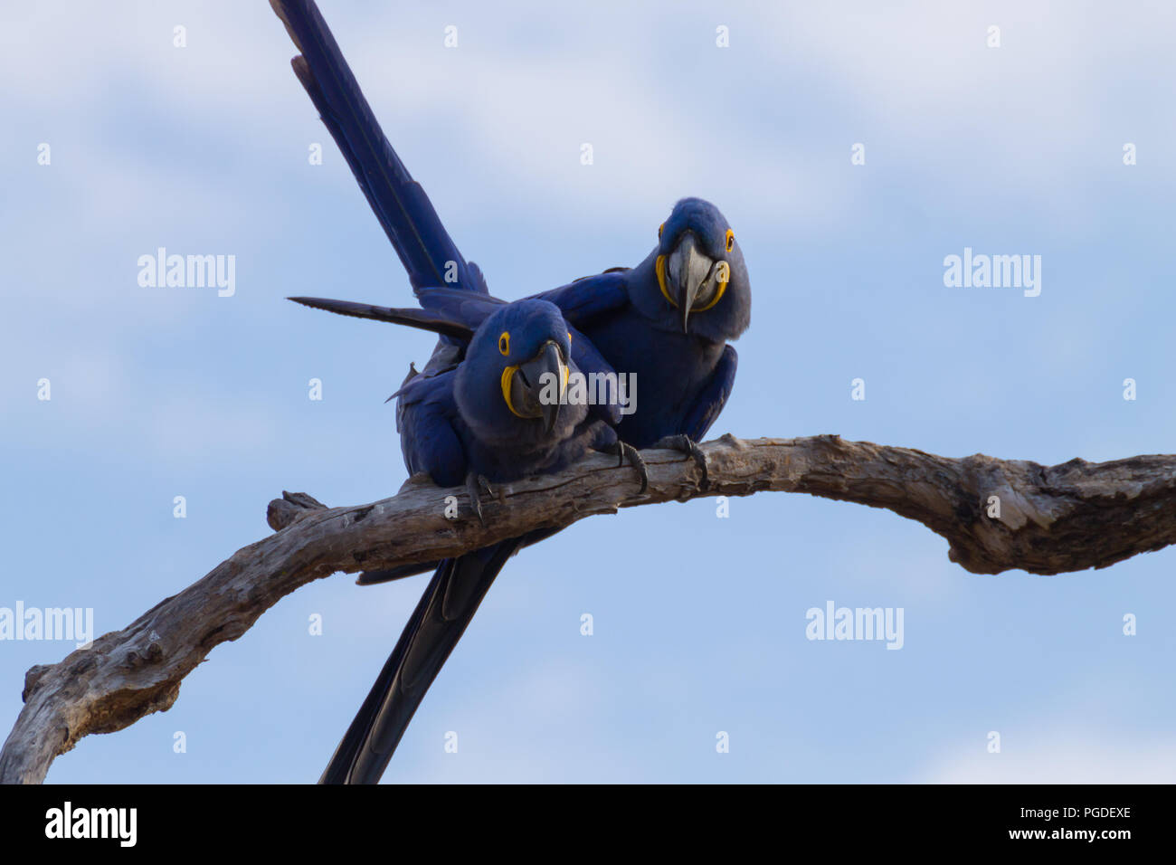 Couple of Hyacinth macaw from Pantanal, Brazil. Brazilian wildlife ...