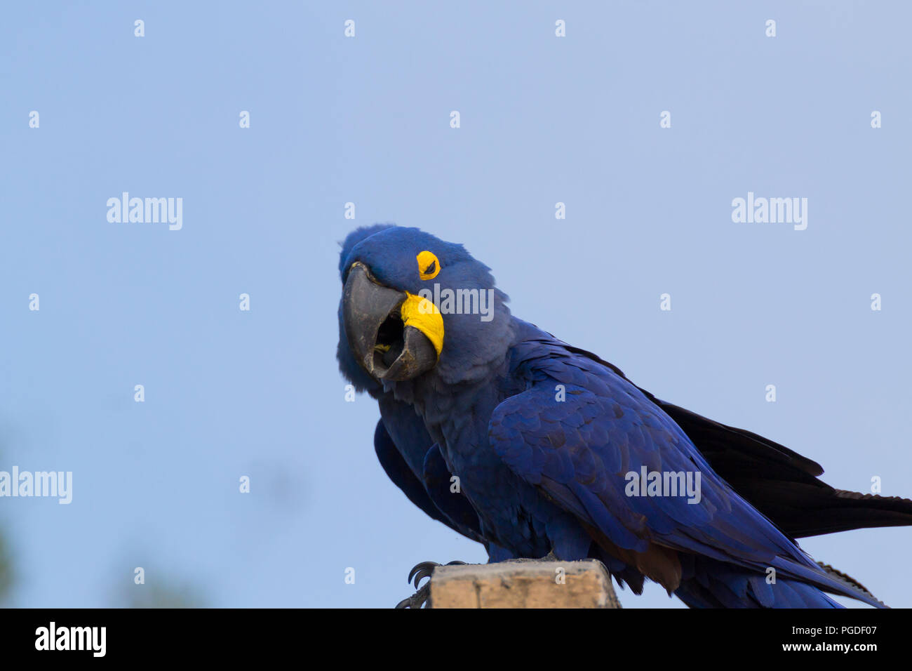 Couple of Hyacinth macaw from Pantanal, Brazil. Brazilian wildlife ...
