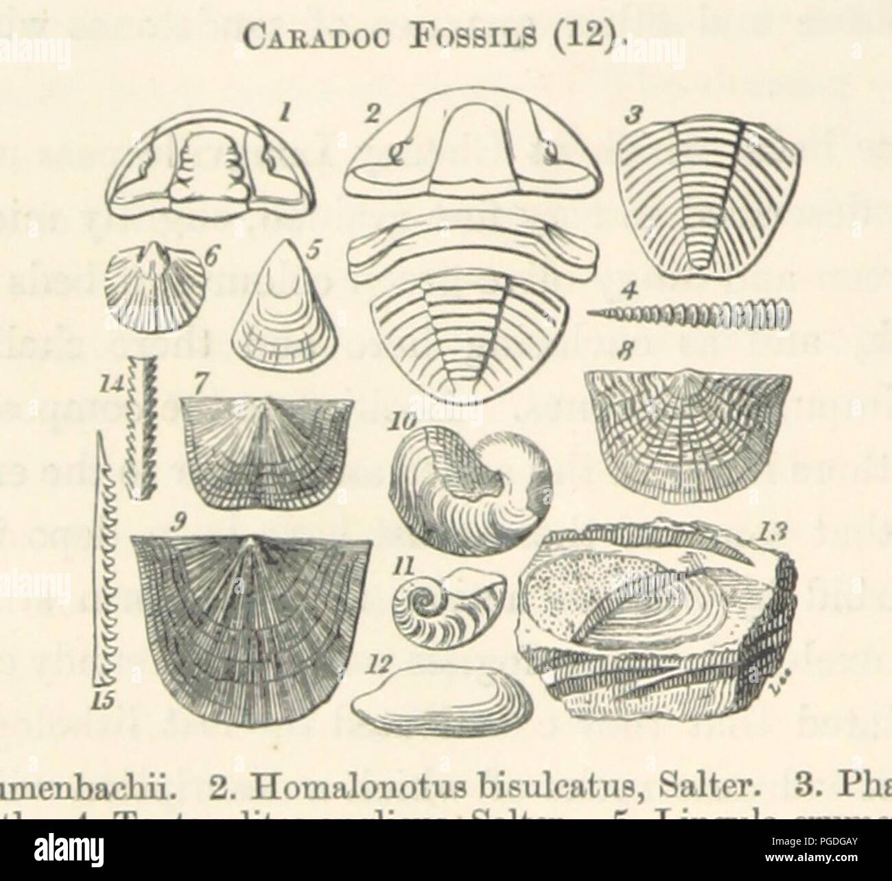 Image from page 106 of '[Siluria. The history of the oldest known rocks ...