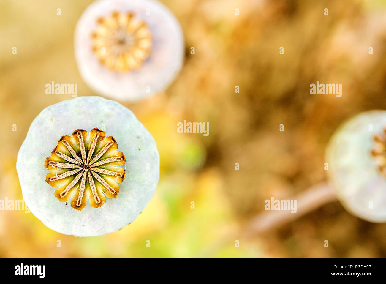 closeup of poppy head in poppy field ready for harvest Stock Photo - Alamy