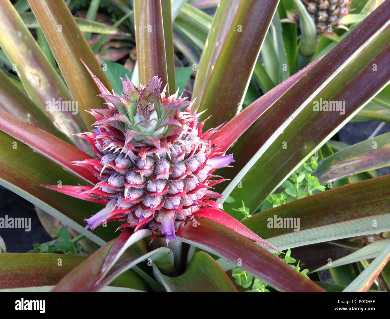 Ananas comosus, piña Stock Photo - Alamy