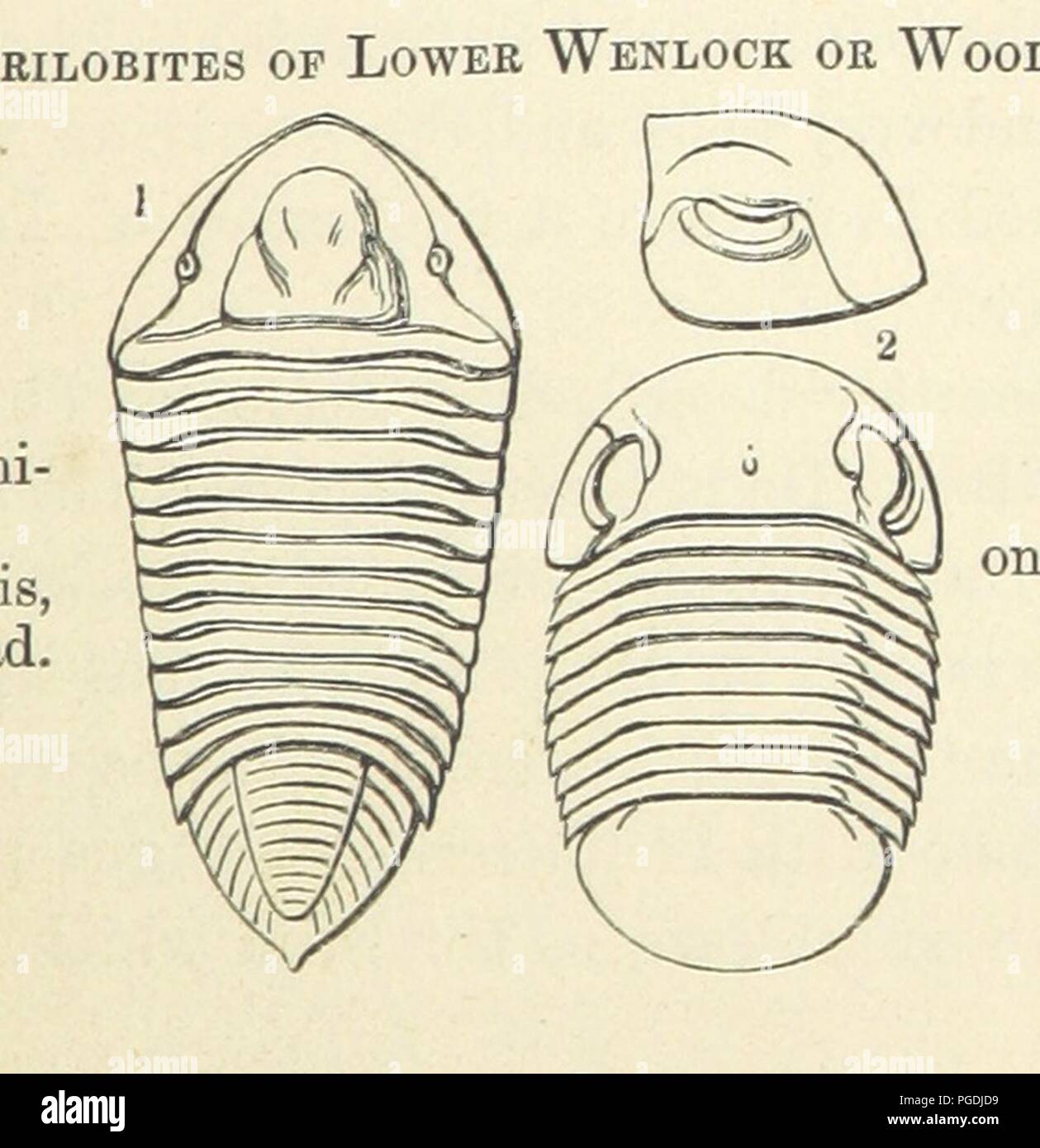 Image from page 137 of '[Siluria. The history of the oldest known rocks ...