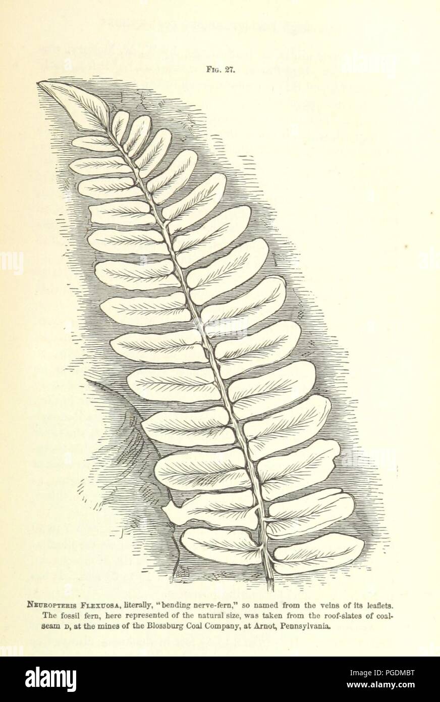 Image from page 171 of 'The Coal-Regions of America; their topography ...