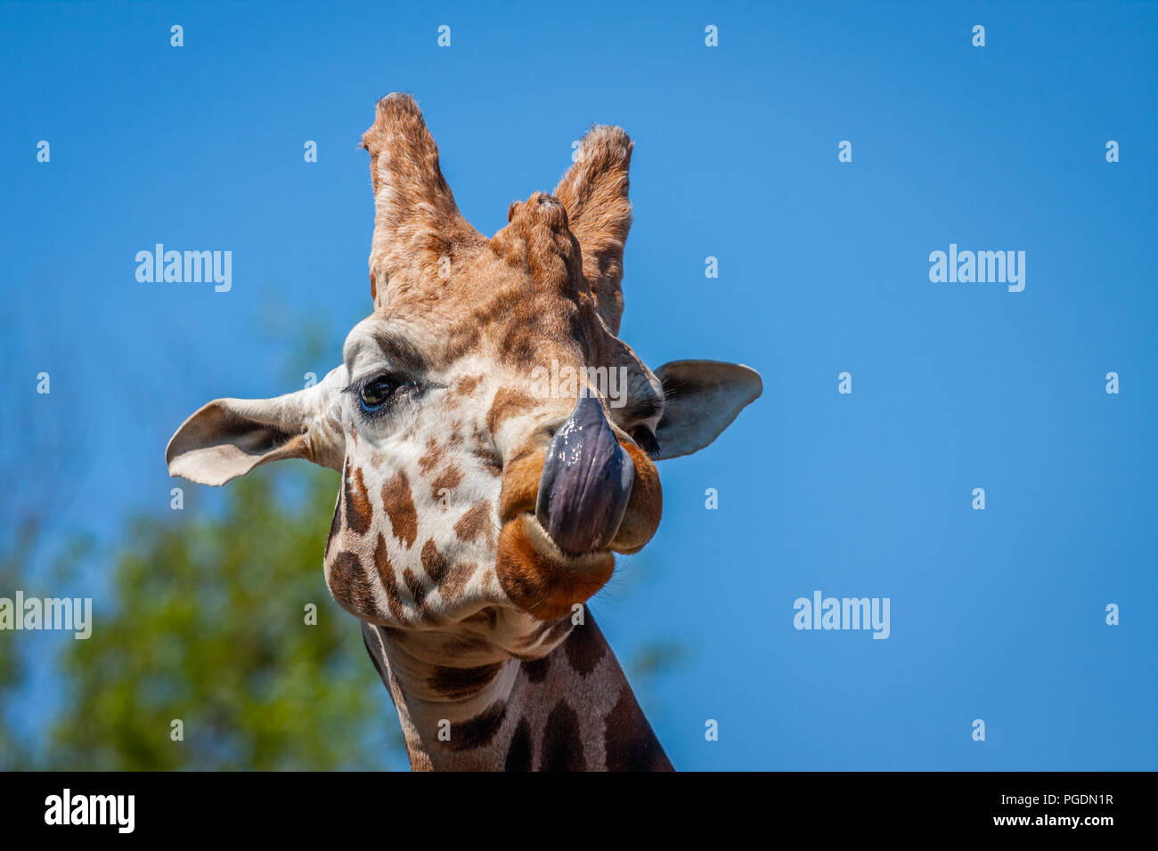 Giraffe with tongue out licking lips Stock Photo - Alamy