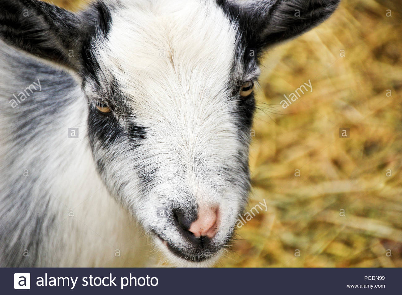 Rural Portraits High Resolution Stock Photography and Images - Alamy