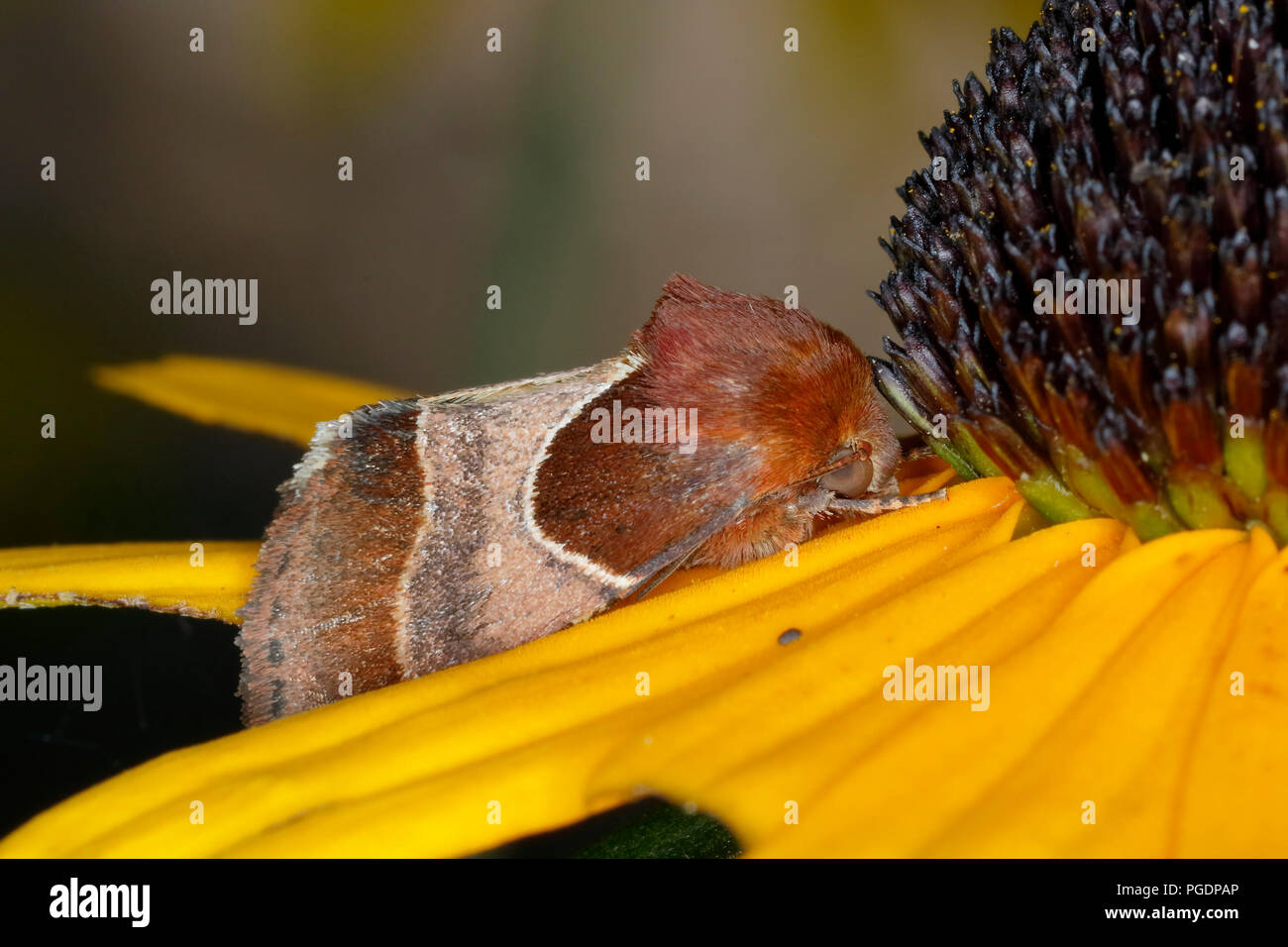 Arcigera Flower Moth (Schinia arcigera) resting on a Black-eyed Susan ...