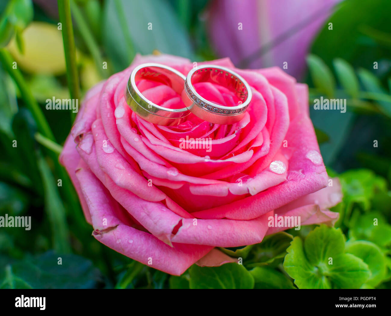 Pink Rose and Gold Wedding Rings Stock Photo - Alamy