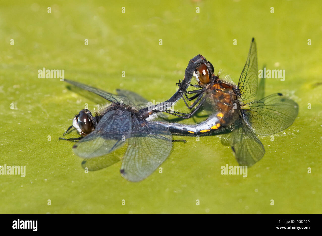 Dot-tailed Whiteface Dragonflies (Leucorrhinia intacta) mating on a ...
