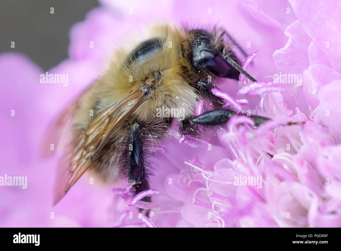 Bee on scabious hi-res stock photography and images - Alamy
