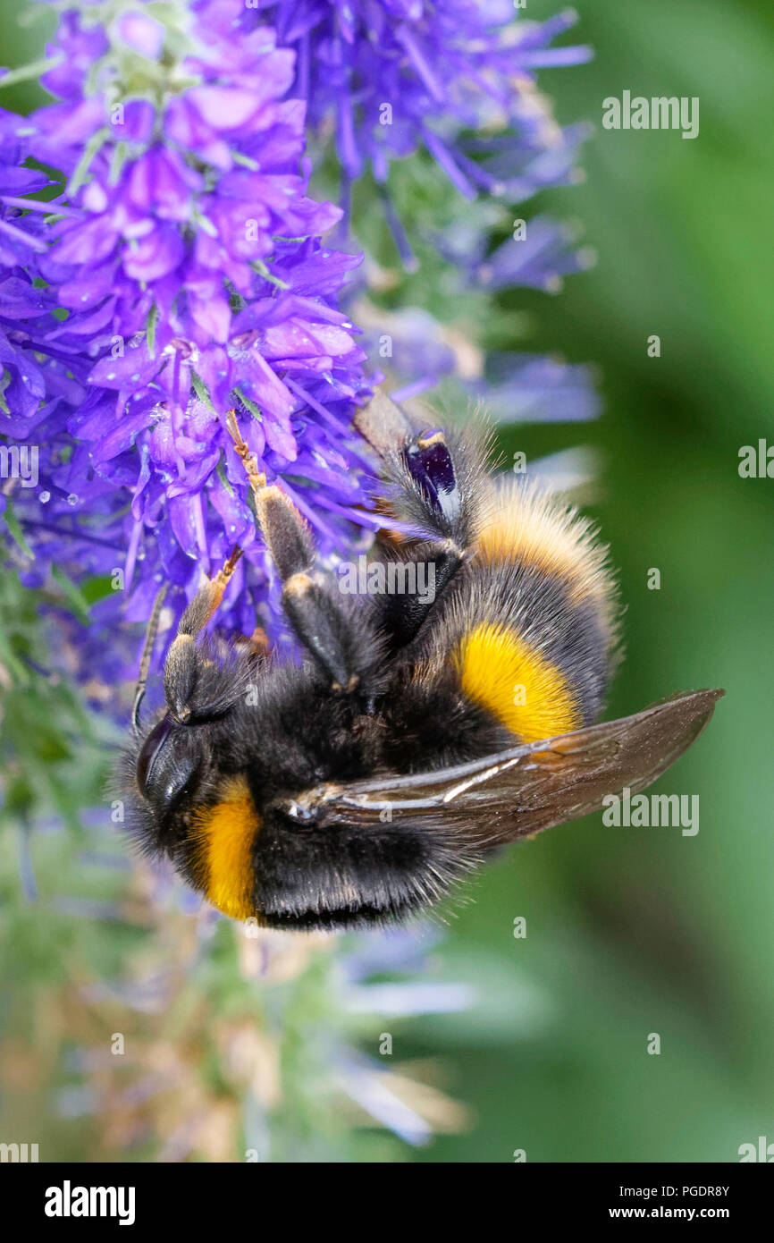 White tailed bumblebee feeding on a Veronica Spicata flower Stock Photo ...