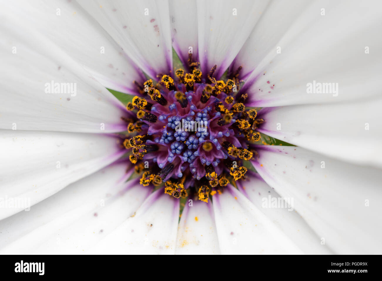 The purple eye of an osteospermum flower Stock Photo - Alamy