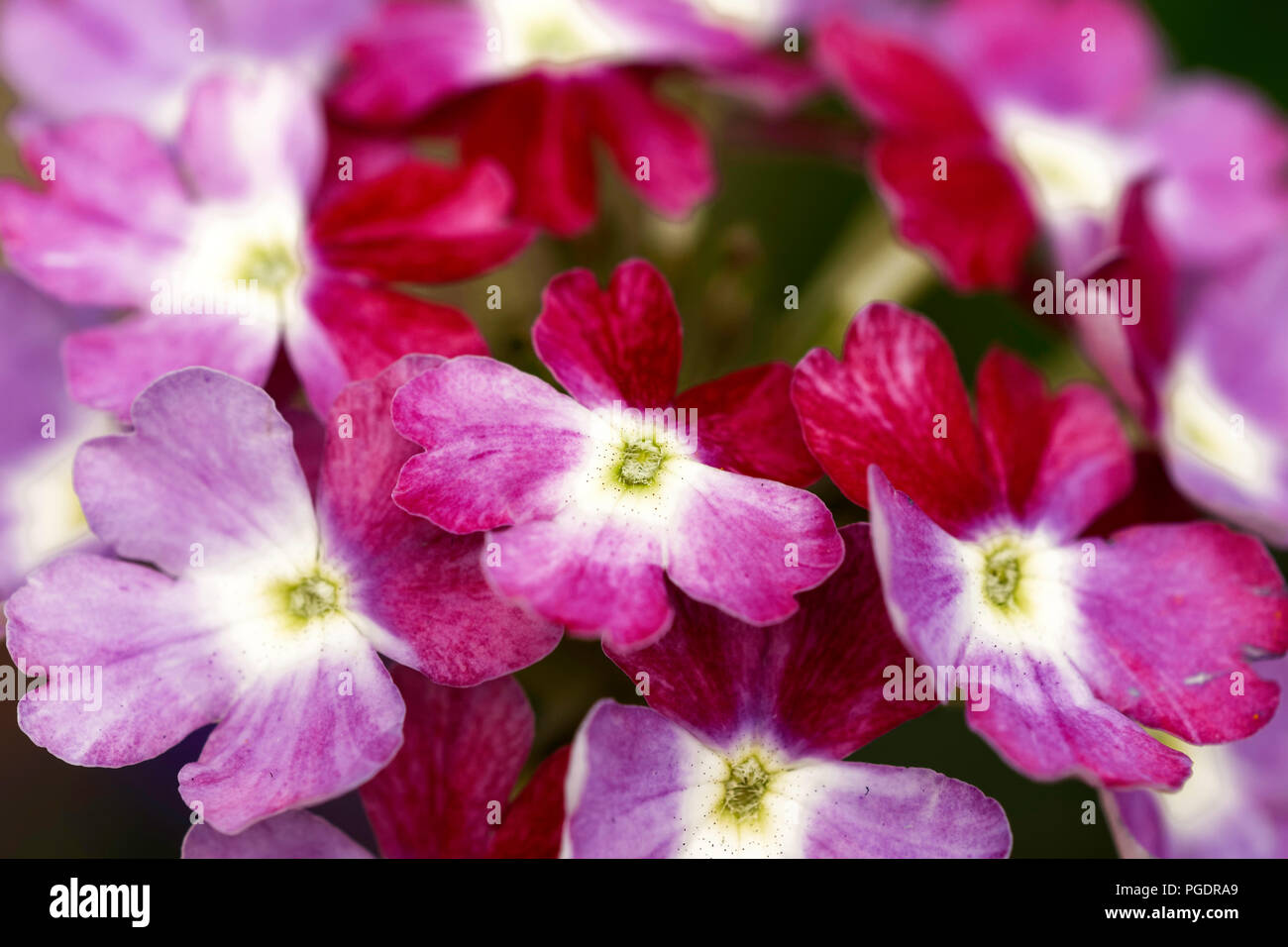 Obsession twister red hi-res stock photography and images - Alamy