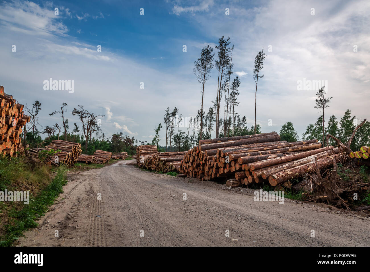 Stored in the forest tree felling after a gale Stock Photo - Alamy
