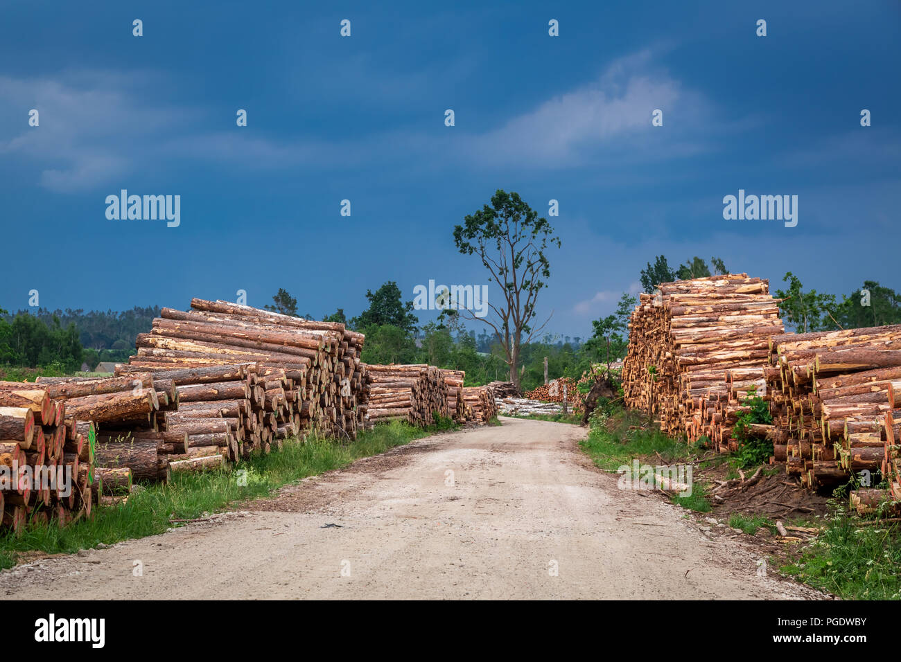 Large amount tree felling hi-res stock photography and images - Alamy