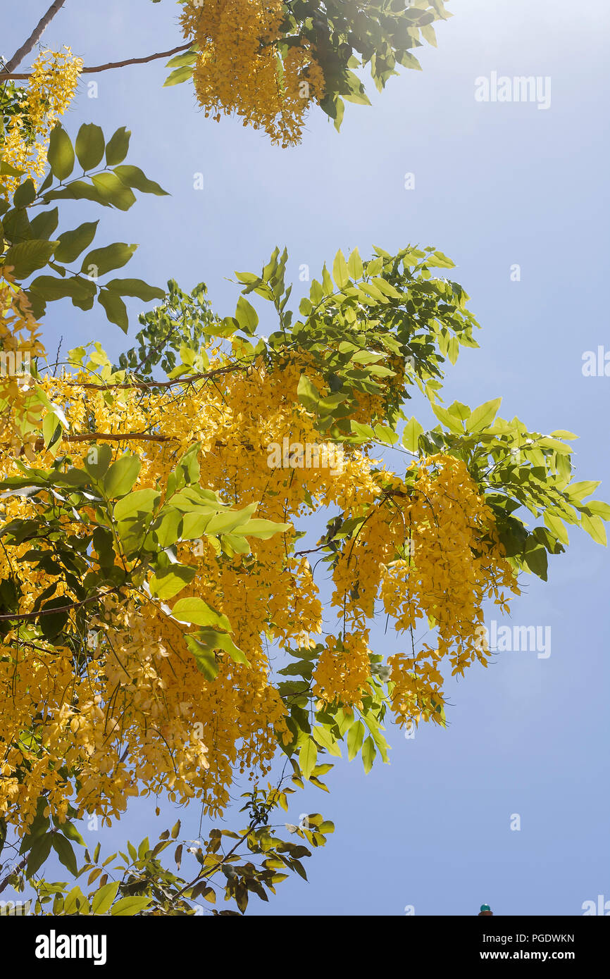Tree Cassia Fistula with yellow flowers in Thailand. Golden rain tree flowering Stock Photo - Alamy