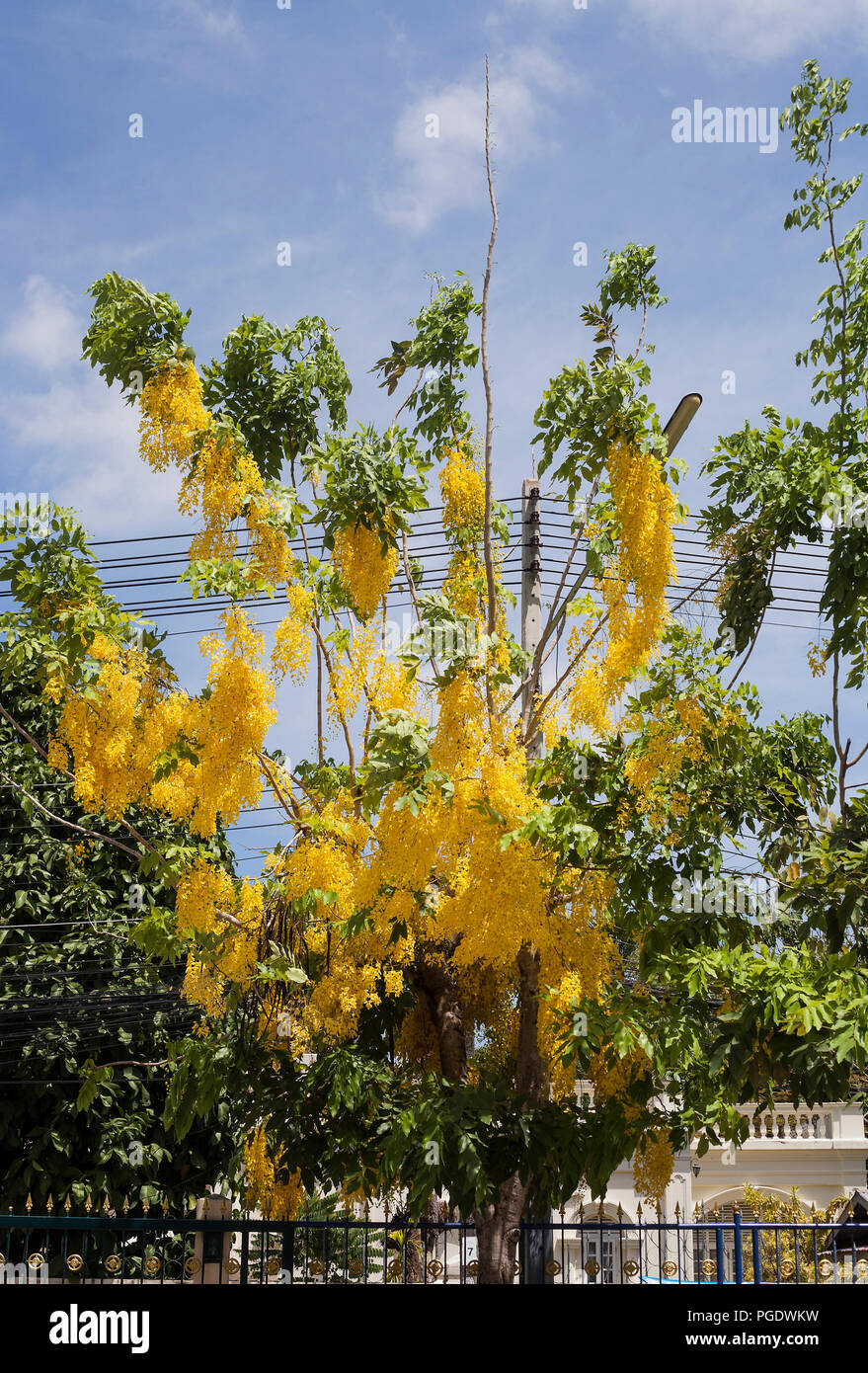 Tree Cassia Fistula with yellow flowers in Thailand. Golden rain tree flowering Stock Photo - Alamy