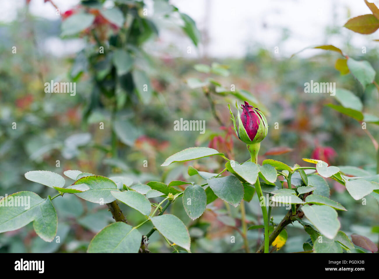 Gadha flower hi-res stock photography and images - Alamy
