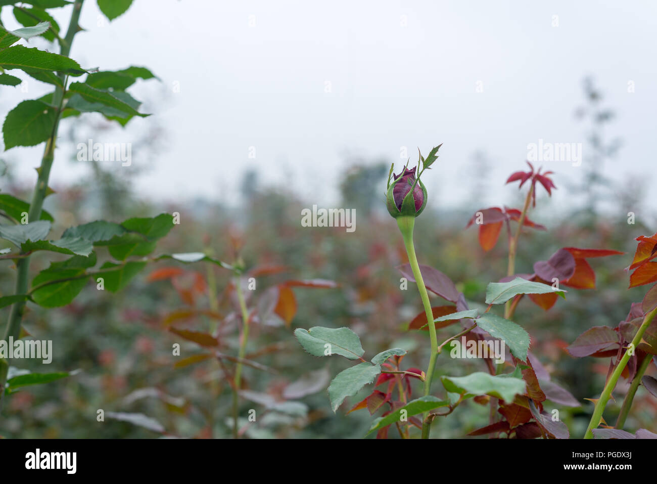 wholesale flowers market, godkhali,Jhikorgacha, jessore 2016 Stock ...