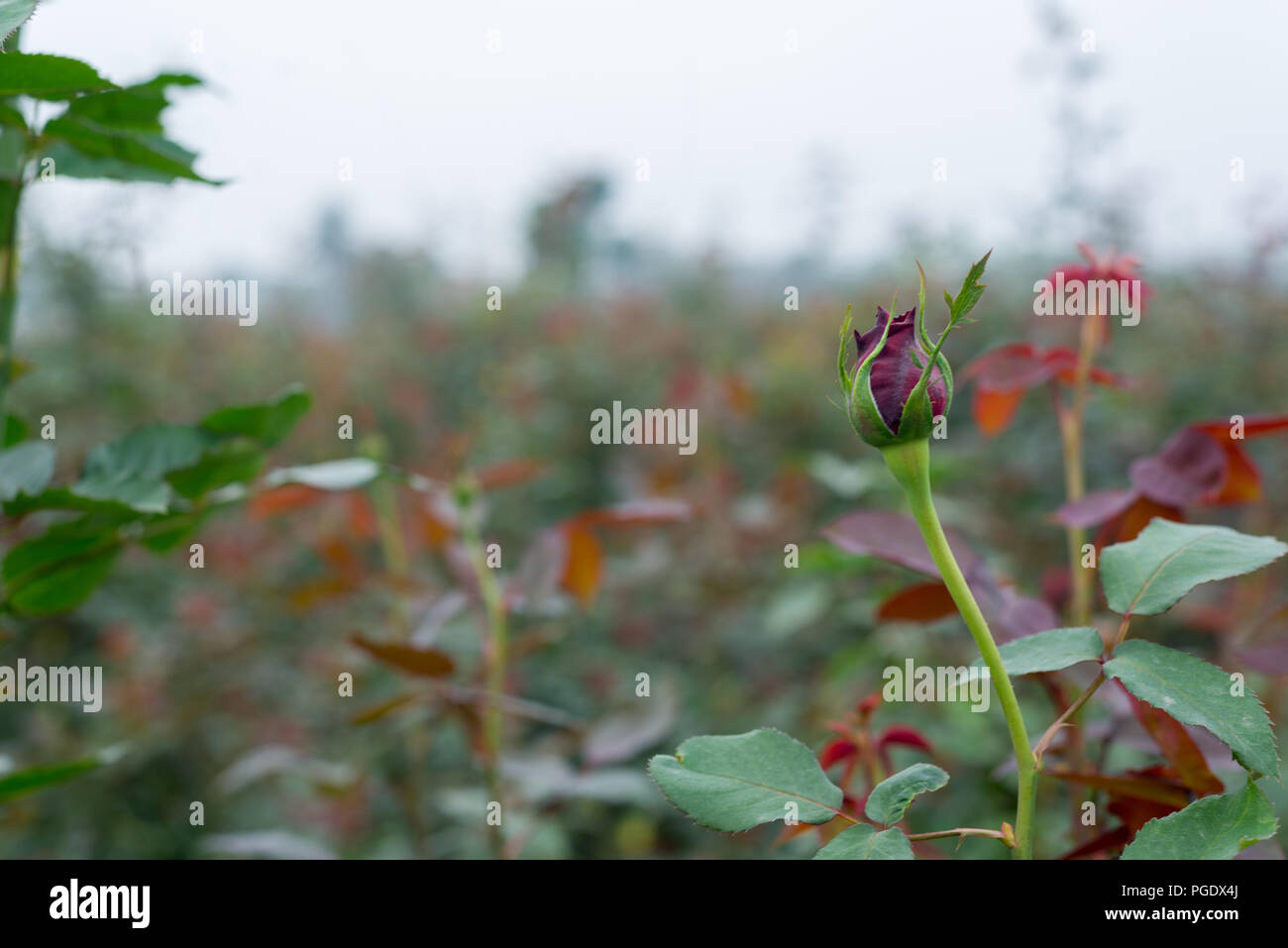 wholesale flowers market, godkhali,Jhikorgacha, jessore 2016 Stock ...