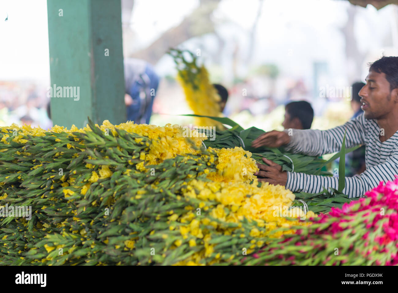 Bangladesh flower hi-res stock photography and images - Alamy