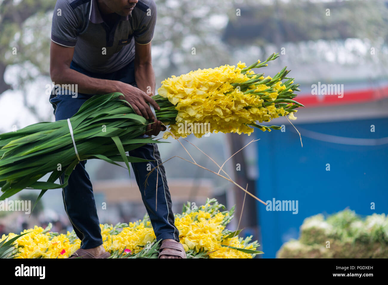 Gadha flower hi-res stock photography and images - Alamy