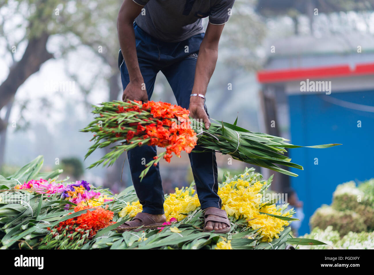 Gadha flower hi-res stock photography and images - Alamy