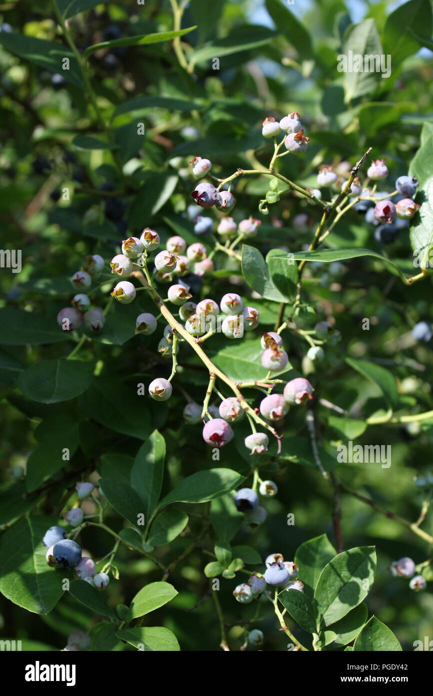#summerfun Summer fun blueberry picking at the Blueberry Patch in ...