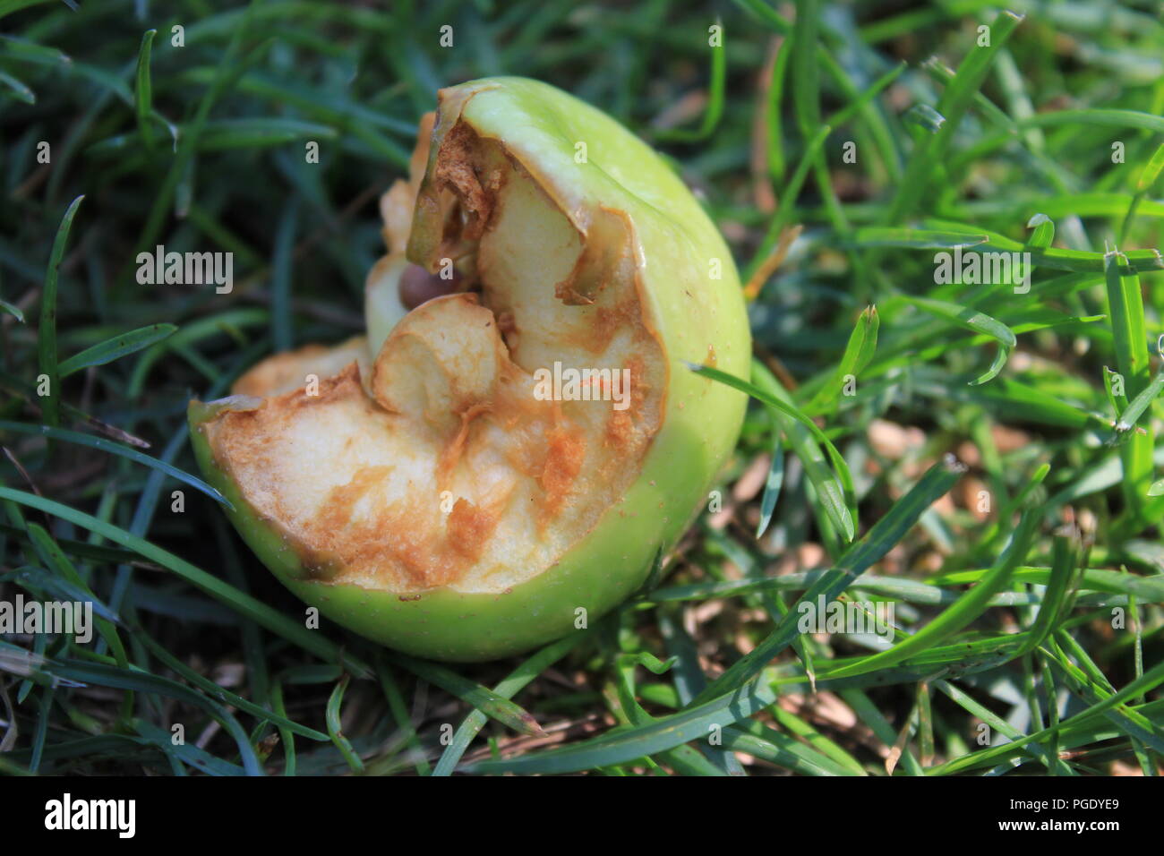 Rotting green bitten apple on hi-res stock photography and images - Alamy